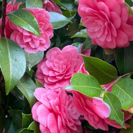 Spring in Ticino | ticino.ch