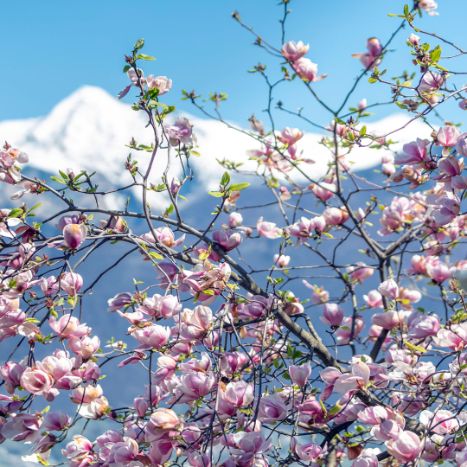 Information for travel and holidays in Ticino | ticino.ch